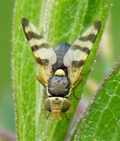 Variety of Life: Tephritidae