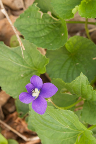 Larry at Larry's Images.com: Common Blue Violet