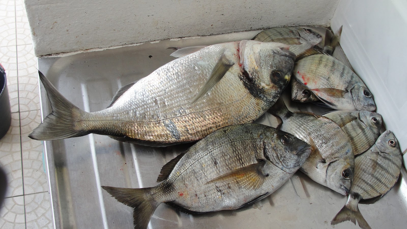 Litoral alentejano surf e pesca: Bela Burra