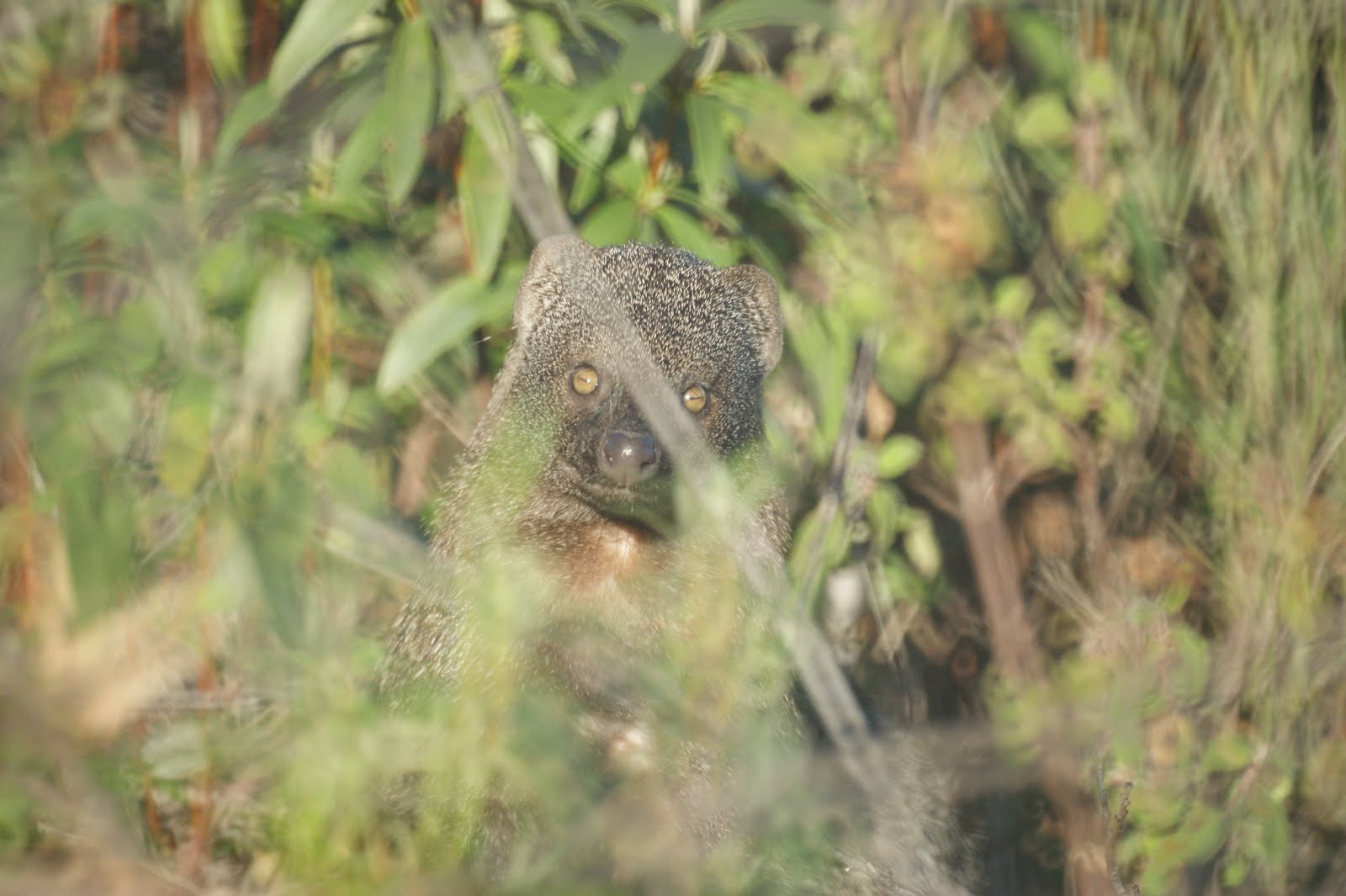 trepadeira: "HERPESTES ICHNEUMON" - SACA-RABOS