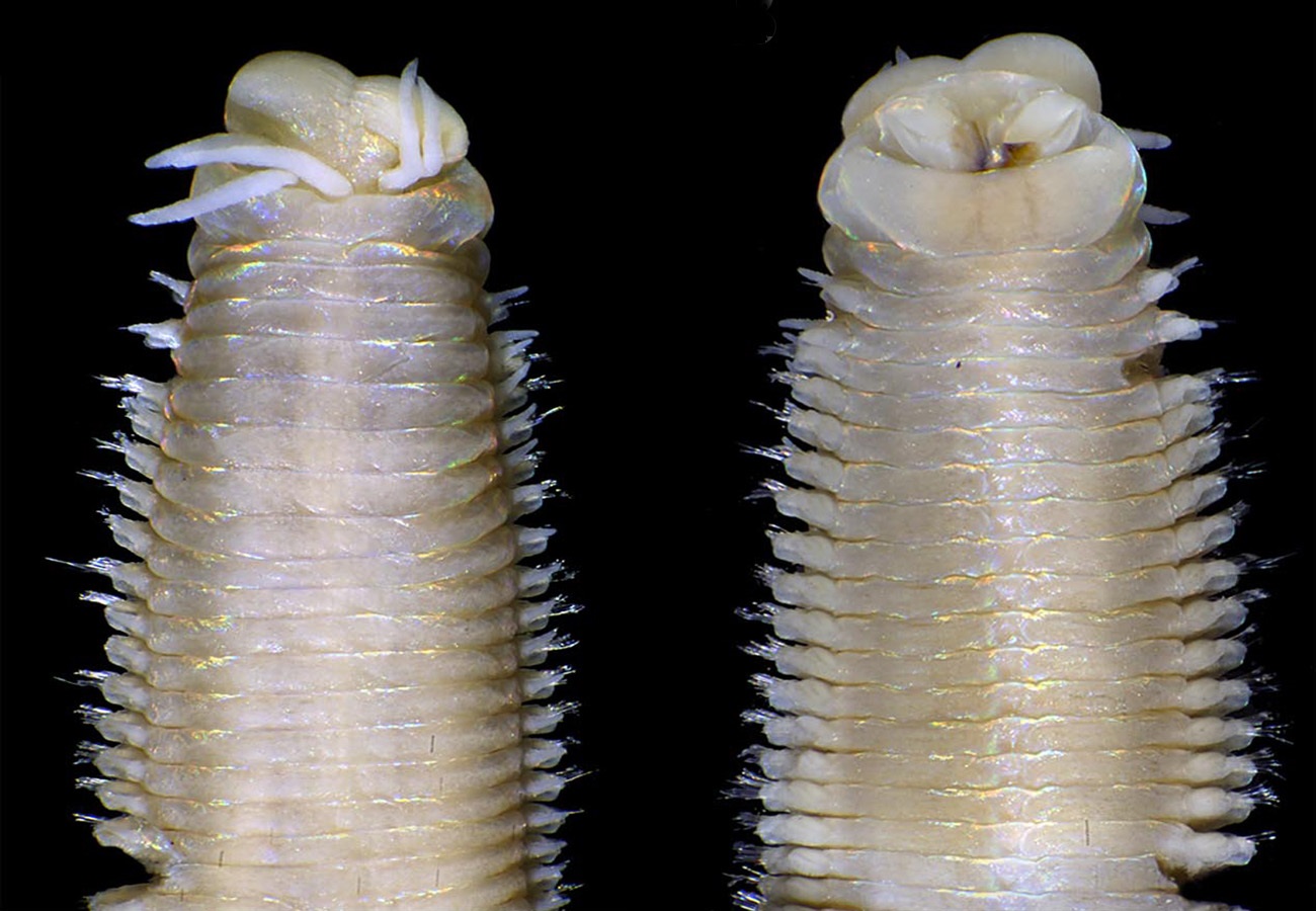 Species New to Science: [Invertebrate • 2017] Revision of Marphysa de ...