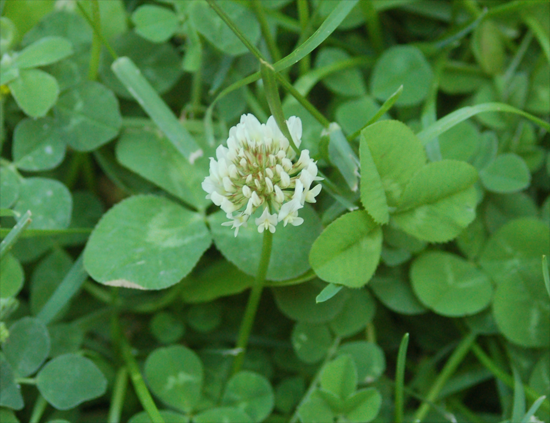 Michigan Wildflowers 2012: May 15: White Clover and Black Medic: Eating ...