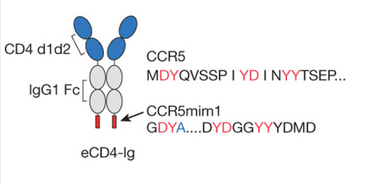 T-cell CD4 and HIV infection: CD4: The Road to Redemption