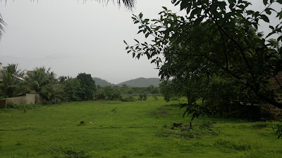 Everyday Life in Goa in Pictures....: Green green Goa