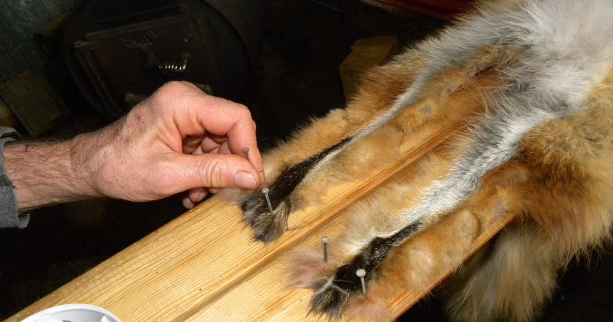 The Happy Trappers 2 Sixth Year: Fox Trapping, and handling Fur