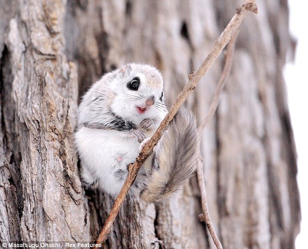 White Wolf : Flying squirrels of Siberia pop out to say hello (Photos ...