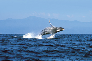 Viajo por México: Avistamiento de Ballenas en Puerto Vallarta, una ...