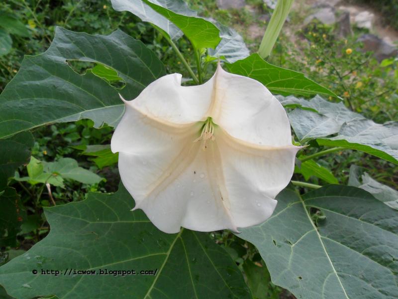 Devil's Trumpet(ধুতুরা ফুল) - Datura metel
