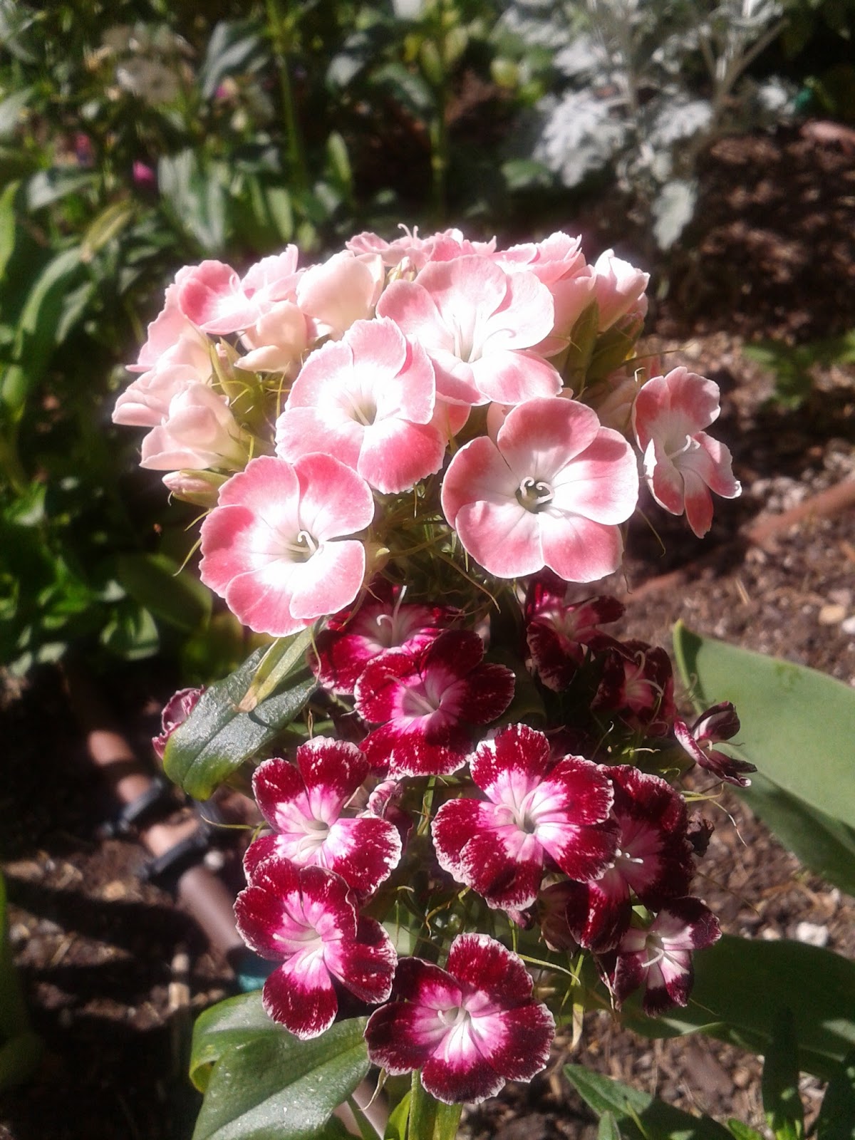 Mil flores: Clavel del Poeta "Galantería"