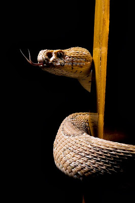 School Of Digital Photography: How to Photograph Snakes