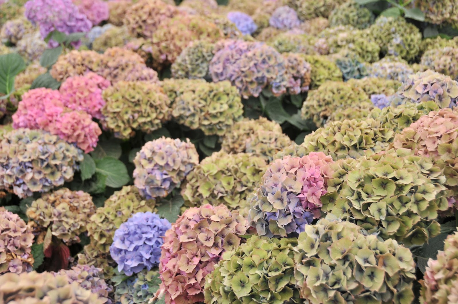Flower Talk: The Enchanting Palette of Antique Hydrangeas