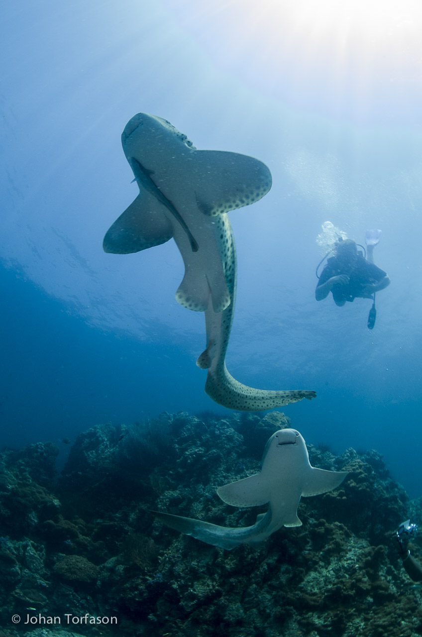Diving Phuket with Sea Fun Divers