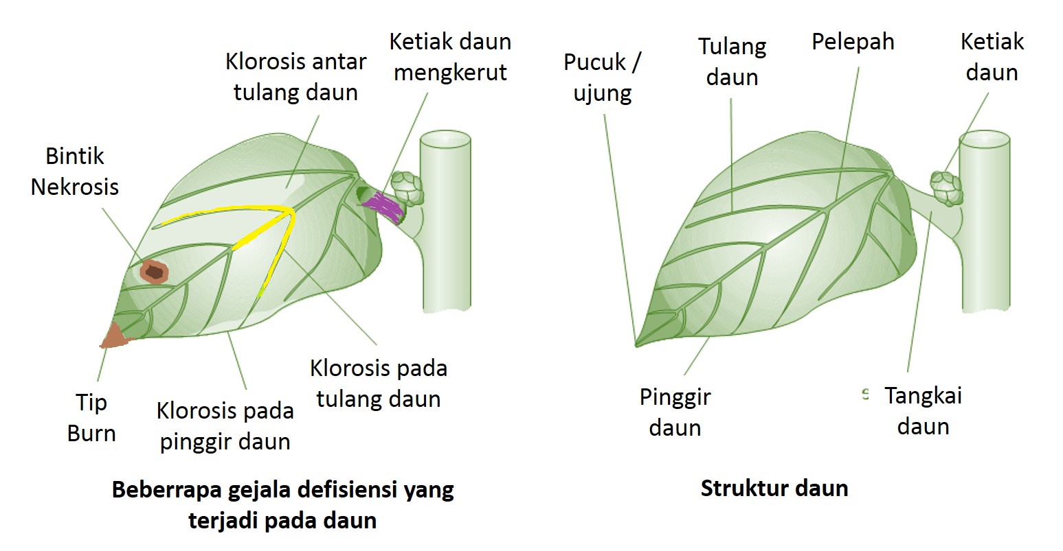 Cara Lengkap Mengobati Tanaman Terkena Defisiensi Nutrisi dengan ...