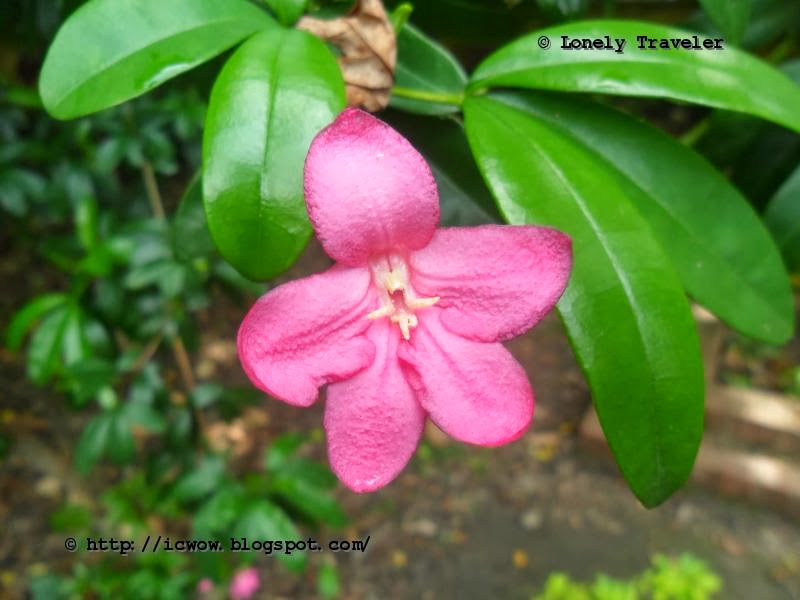 Lemonia Flower - Ravenia spectabilis