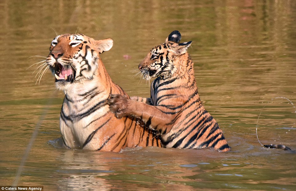 Adorable photos of a Tiger bathing her cub