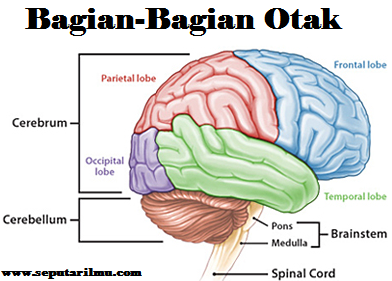 Susunan dan Bagian Otak | Sahabat Rakyat Indonesia