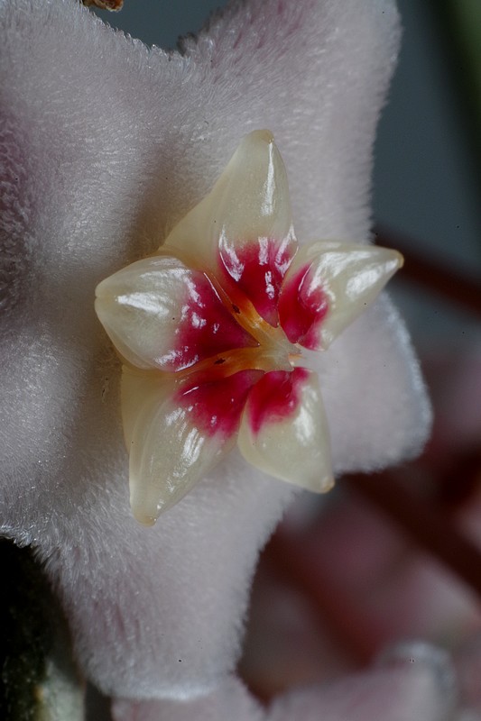 Hoja (hoya) kwiaty - Fikusy, storczyki, bonsai, draceny, a także ...