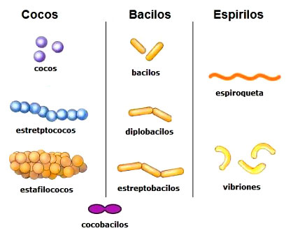 Gigantes bacterianos: Bacterias gigantes