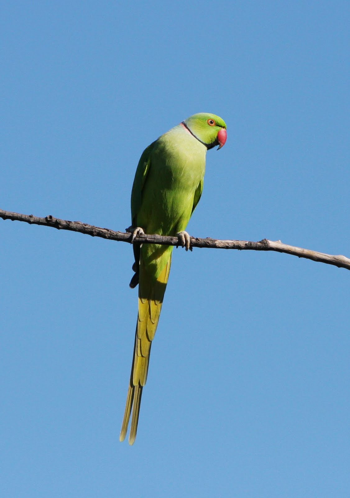 Maurice Pascal et Moi: Le Cateau vert...