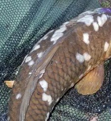 Penyakit Pada Ikan Koi Bag 2 ~ Ikan Hiasku