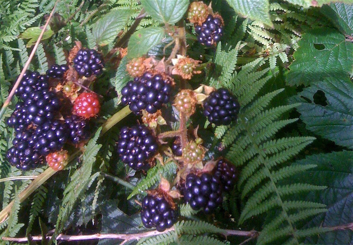 The Irish Food Guide by Zack Gallagher. News about Food and Food ...