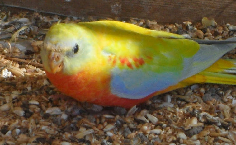 parakitholken: fakta om undulater