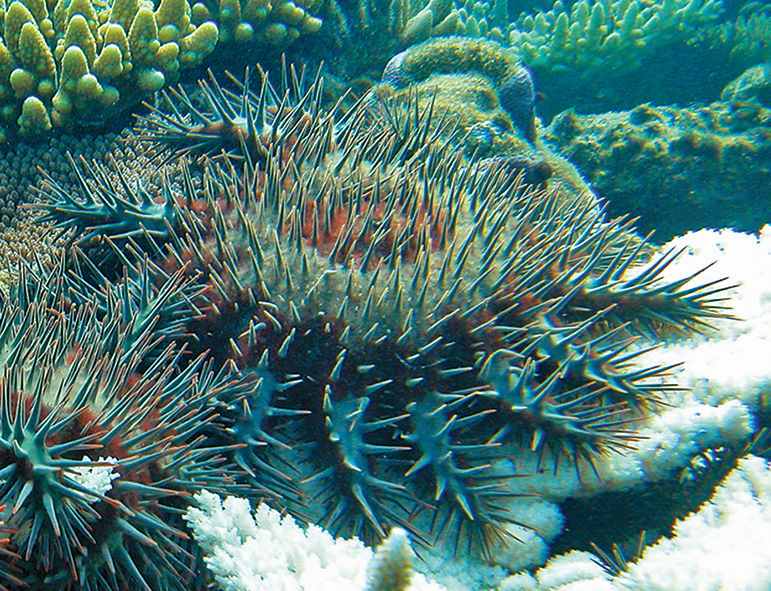 Sciency Thoughts: Acanthaster solaris: Using Environmental DNA to track ...