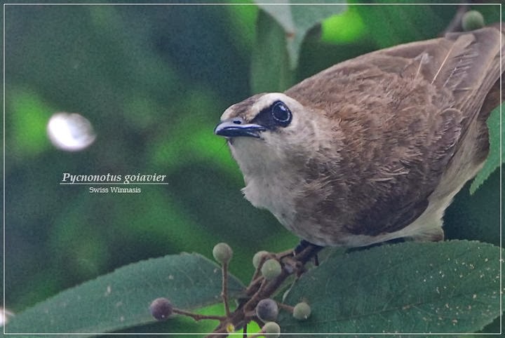 Kreatifitas Pemuda Indonesia: Burung Trucukan/Trucak