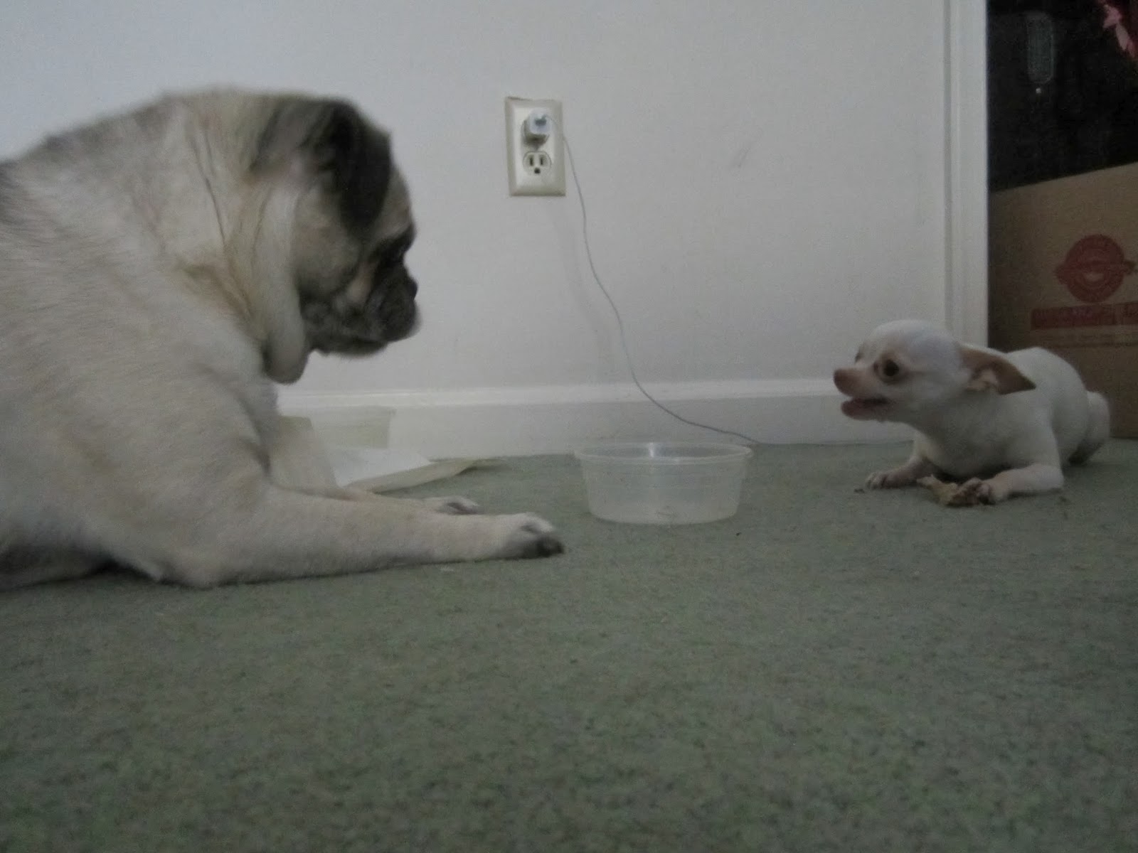 Wild Alaskan Mountain Pug>>>>>>in FLORIDA!