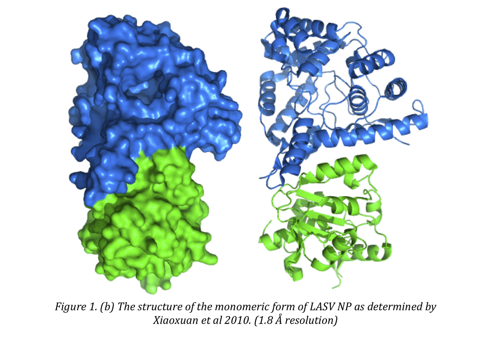 Cap Binding and Immune Evasion Revealed by Lassa Nucleoprotein ...