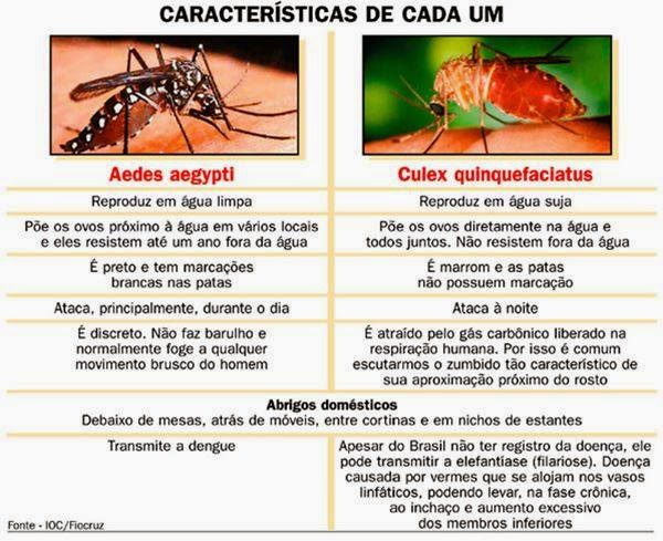 Jornal da Parnaíba: Diferenças entre o pernilongo e o mosquito ...