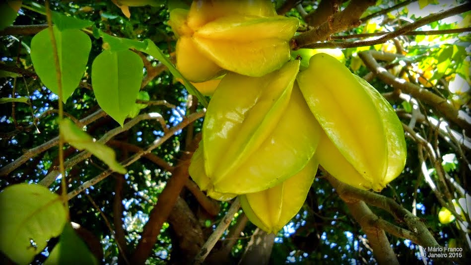 CARAMBOLA - ( Averrhoa carambola ) - Meu Cantinho Verde