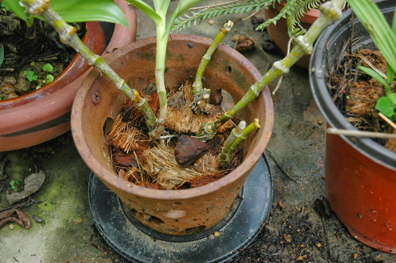 How to propagate dendrobium ~ Orchid care tips