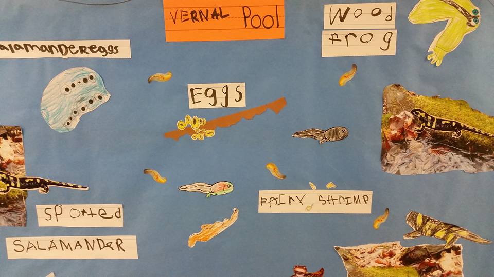 Read Aloud Literacy: Vernal Pool Learning, The Secret Pool with Rebekah ...