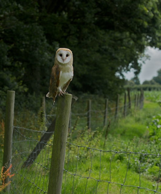 British Wildlife Centre ~ Keeper's Blog: British Owls