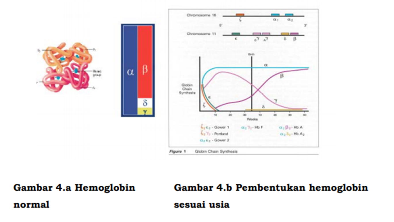 Pemeriksaan Laboratorium dalam Mendiagnosa Thalassemia