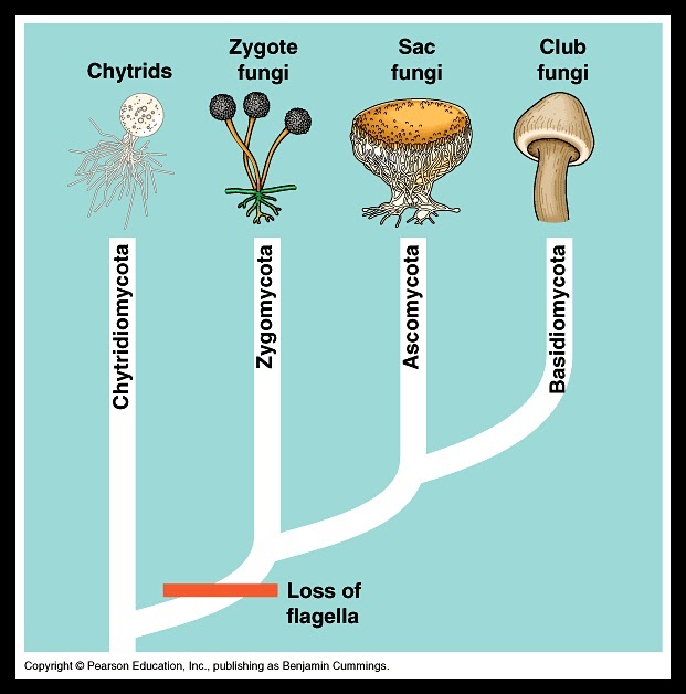 Basidiomycota: Karakteristik Basidiomycota