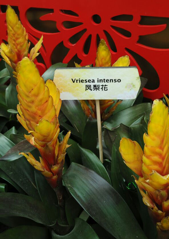 Vriesea Intenso Yellow
