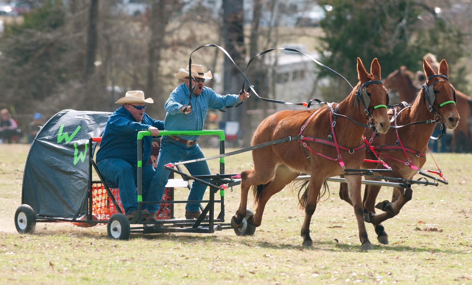 Chuckwagon Races