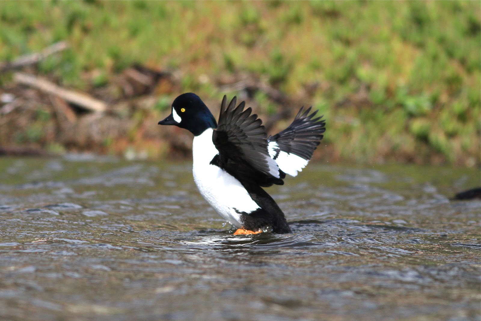 Boom Chachalaca: The Why of Fly - The Origin and Evolution of Flight in ...