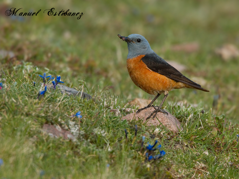Miradas Cantábricas: Roqueros rojos campurrianos