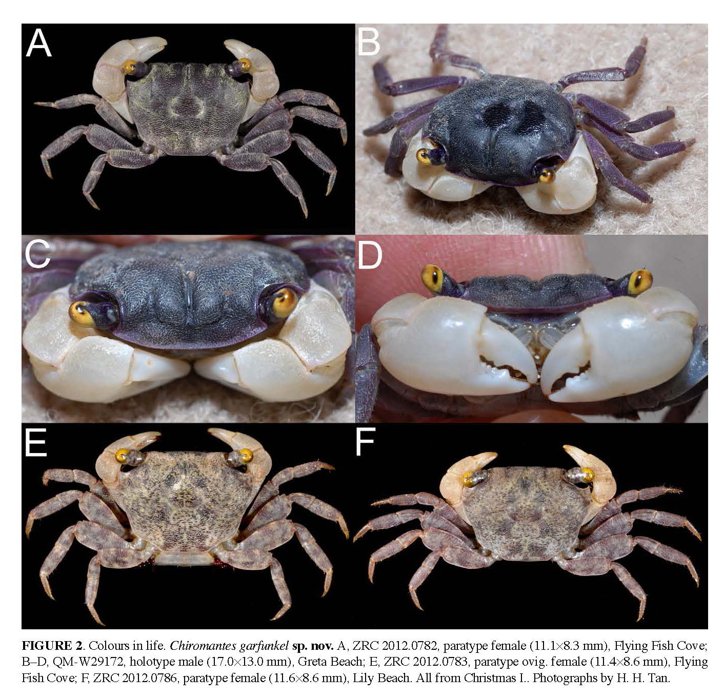 Species New to Science: [Crustacea • 2013] A review of Chiromantes ...