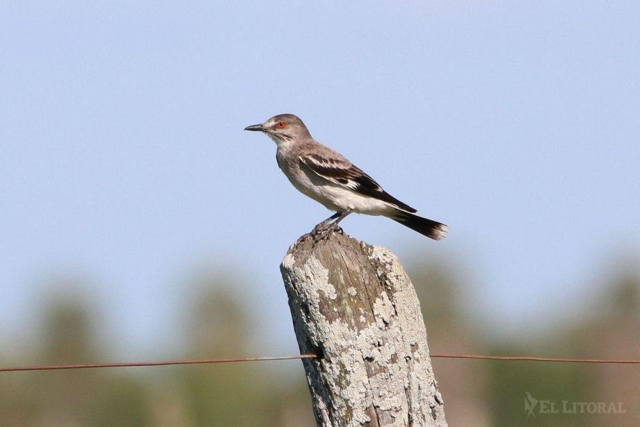 ASOCIACION ECOLOGISTA RIO MOCORETA: LAS AVES Y EL ARTE PICTORICO