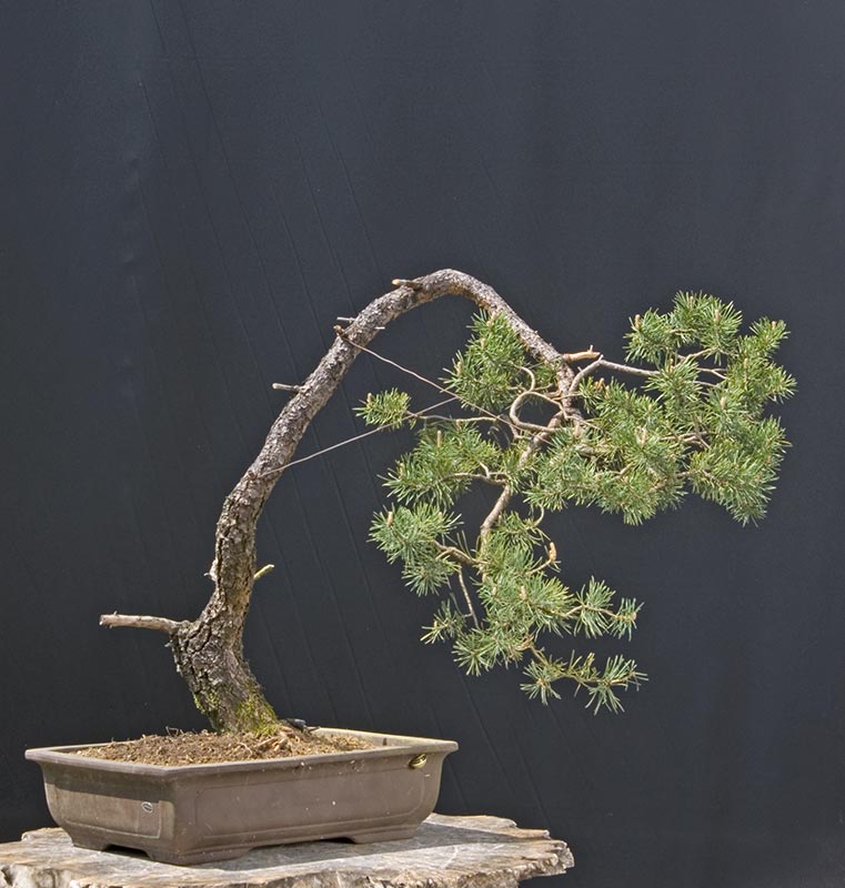 Walter Pall Bonsai Adventures: Four literati Scots pines