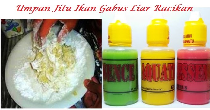 Mengenal Umpan Ikan Gabus Liar untuk Pemula