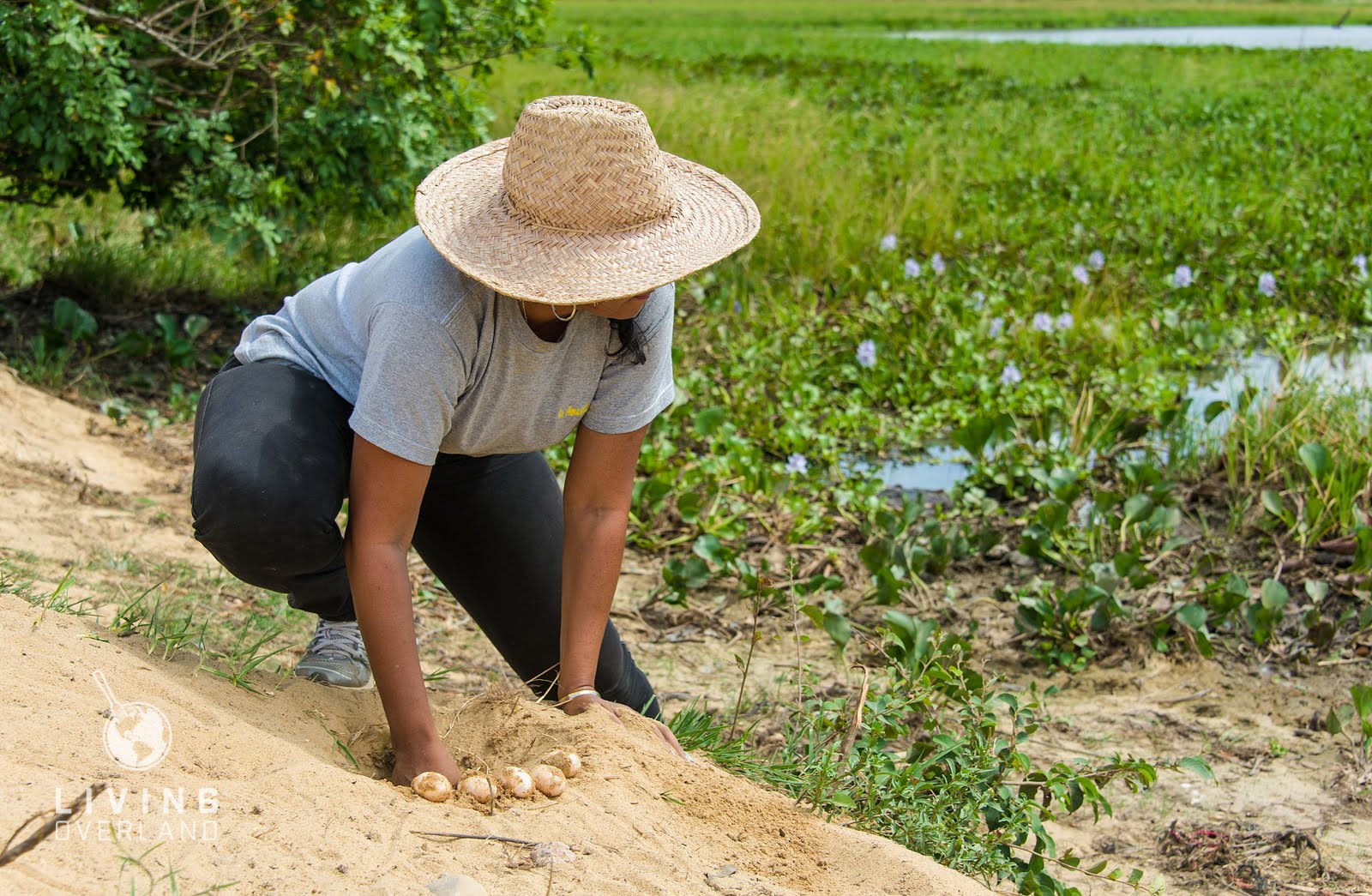 Traversing the Great Plains of Venezuela: Los Llanos