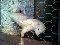 working ferrets: what is a working ferret to most people what dont know :)