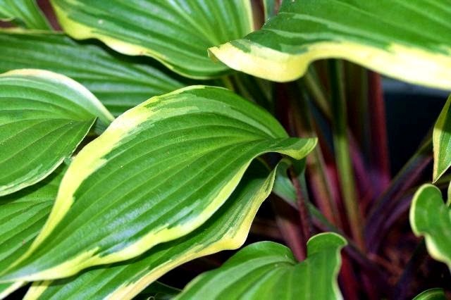 Briar Hill Farms: Meet Ron Livingston: Hybridizer of Hosta
