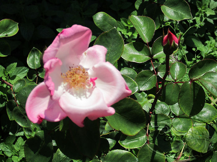 Mi Jardin ...y mi Huerto: Mis Rosas