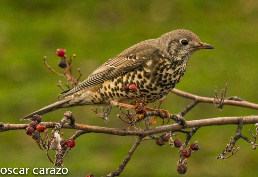 AVESANTURTZI: ZORZALES